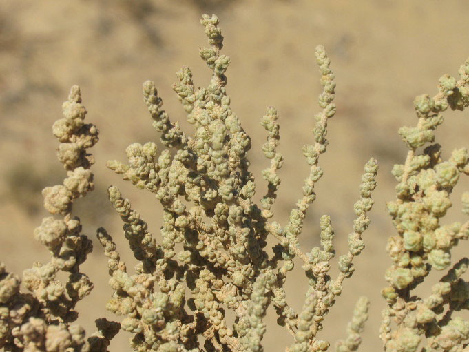 Plantas (C-E) - Bahía Asunción