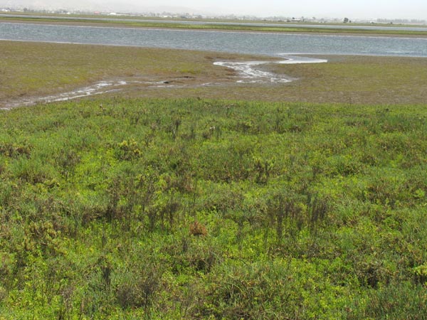 Estero Punta Banda