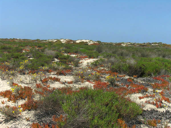 Estero Punta Banda