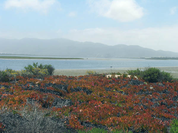 Estero Punta Banda