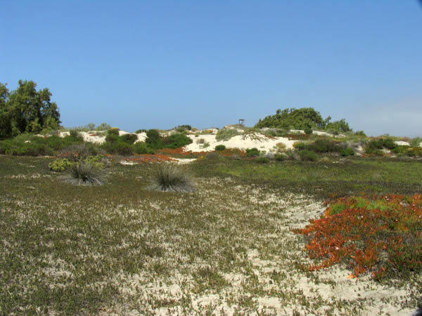 Estero Punta Banda